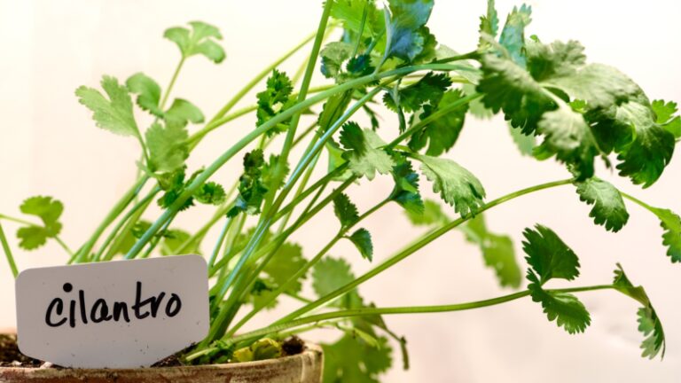 How to Grow Cilantro? | Step by Step Guide - School of Garden