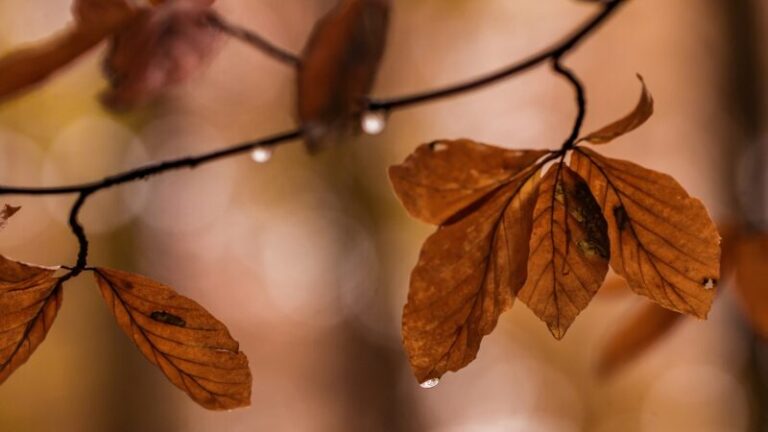 Hydrangea Leaves Turning Yellow | 10 Causes and Its Remedies - School ...