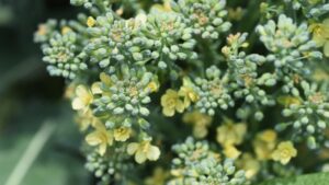 Bolting Broccoli | Why is Your Broccoli Flowering and How to Fix it ...
