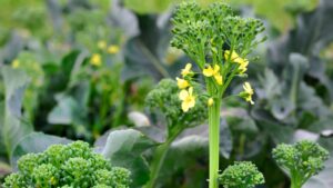 Bolting Broccoli | Why is Your Broccoli Flowering and How to Fix it ...