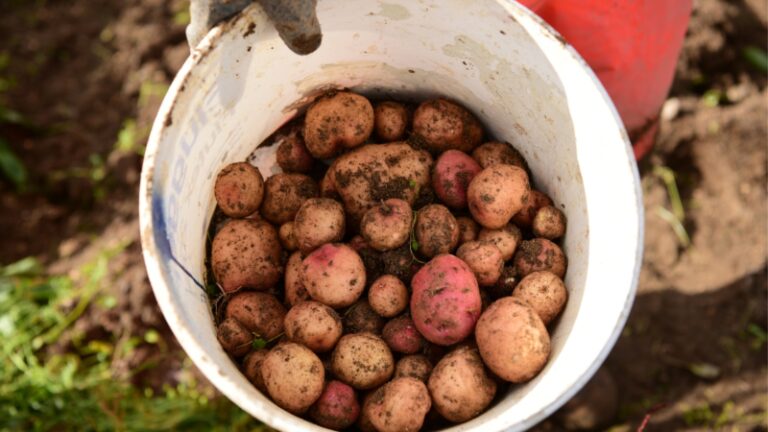 How to Grow Potatoes in a Containers | The Only Guide You'll Ever Need ...