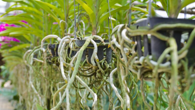 Healthy Orchid Roots | All You Need to Know! - School of Garden