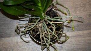 Healthy Orchid Roots | All You Need to Know! - School of Garden