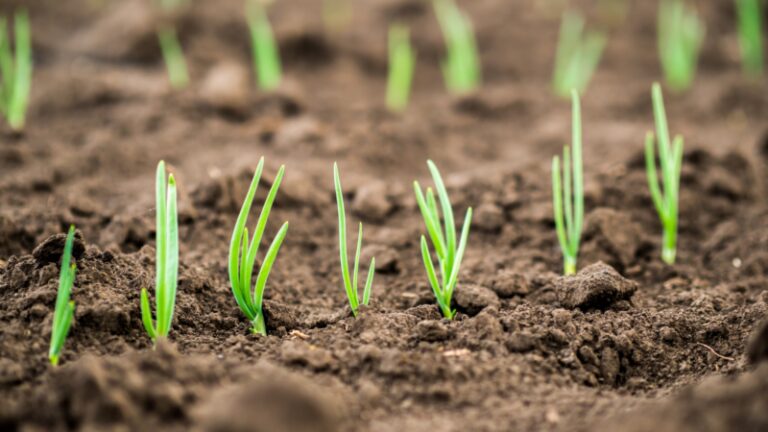 The Sprouted Onion Gardening Guide | How to Plant, Grow, and Harvest ...