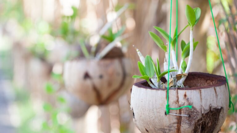 How to Water Orchids? | A Detailed Guide - School of Garden